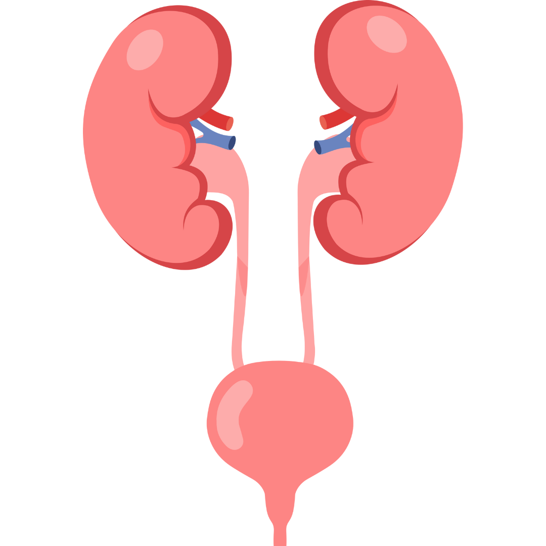 What is Interstitial Cystitis? Understanding Bladder Pain Syndrome ...